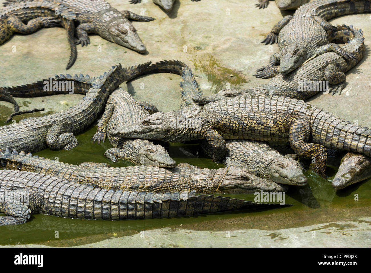Young Crocodile resting in water in Crocodile Park, Uganda Stock Photo ...
