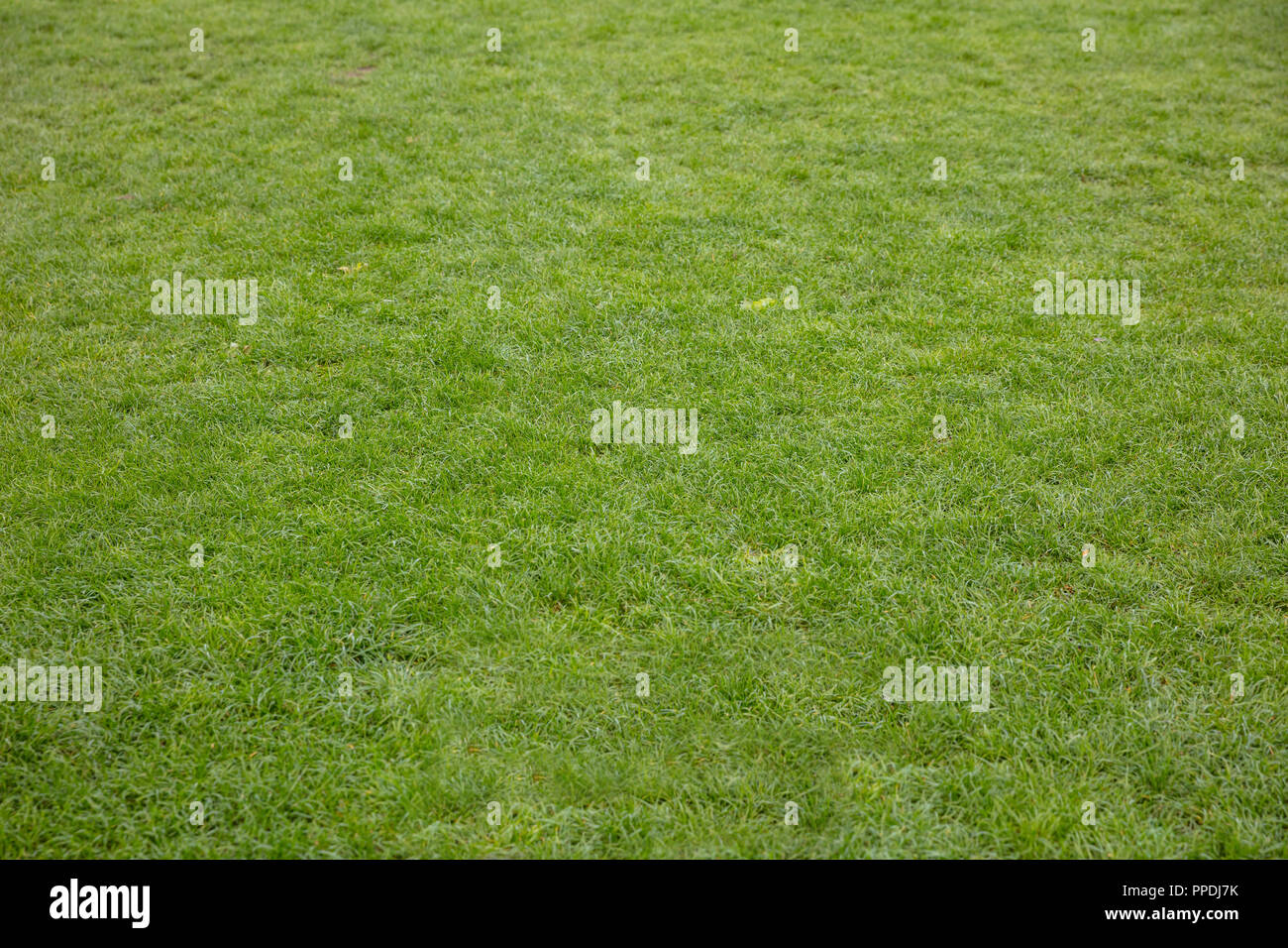 Green grass close-up view, backdrop, background Stock Photo - Alamy