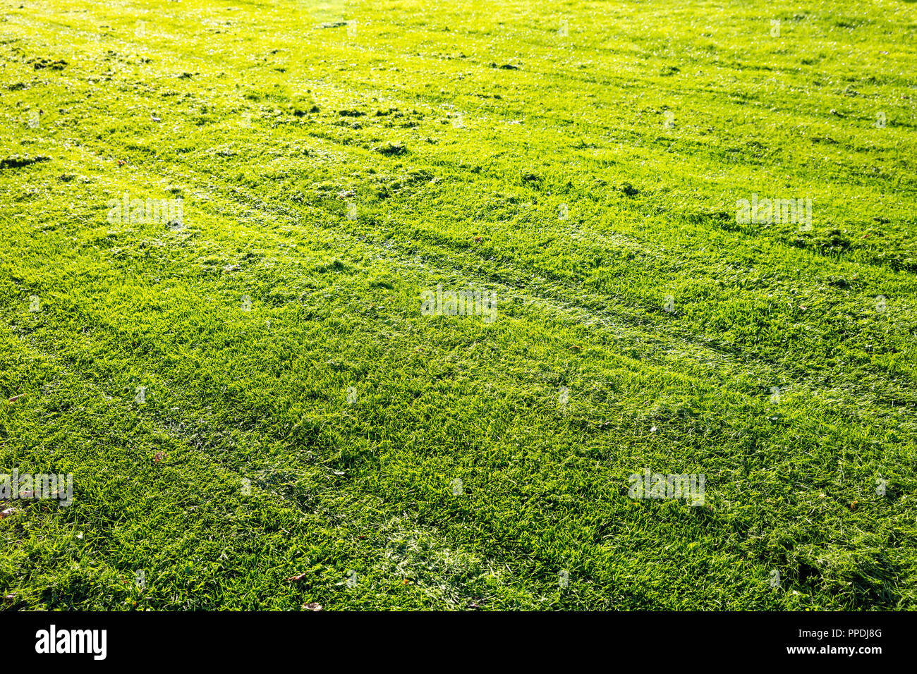 Green grass close-up view, backdrop, background Stock Photo - Alamy