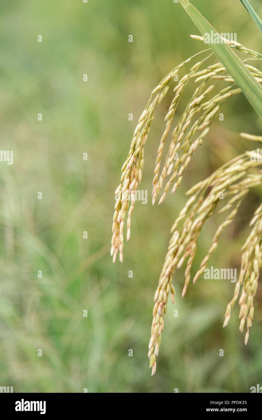Mature rice crop hi-res stock photography and images - Alamy