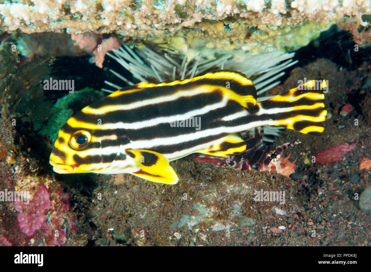 Harlequin or clown sweetlips fish hi-res stock photography and images ...