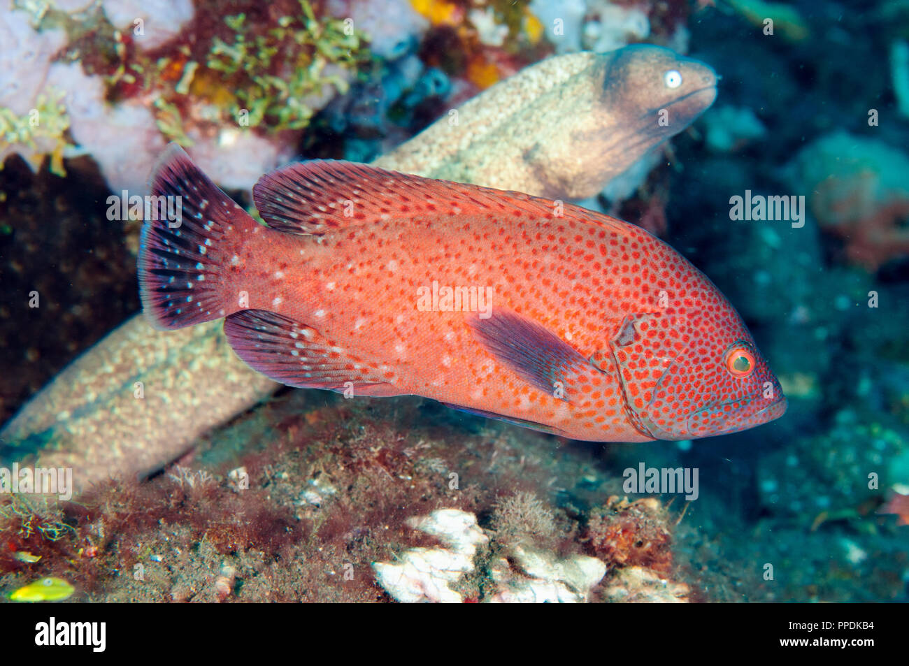 Tomato grouper hi-res stock photography and images - Alamy