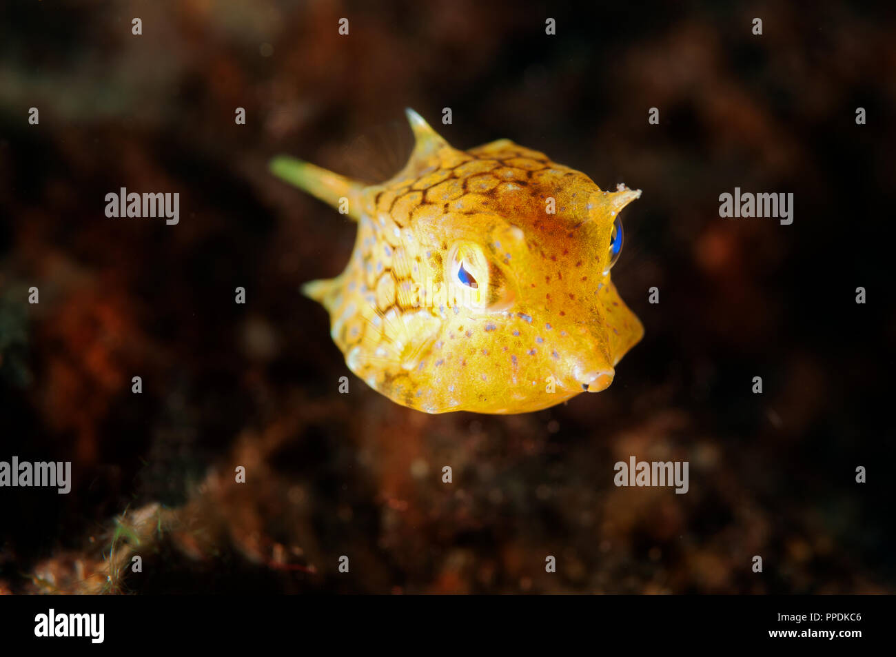 Cowfish hi-res stock photography and images - Alamy