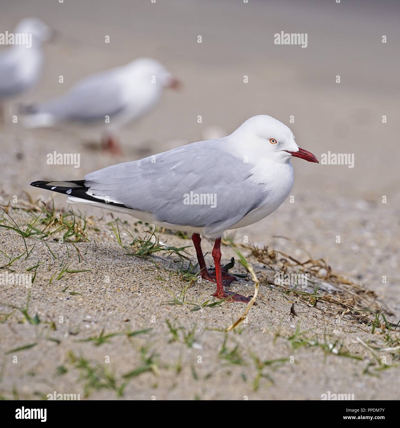 Adult Australian Seagull standing on the sand at the beach, with two ...