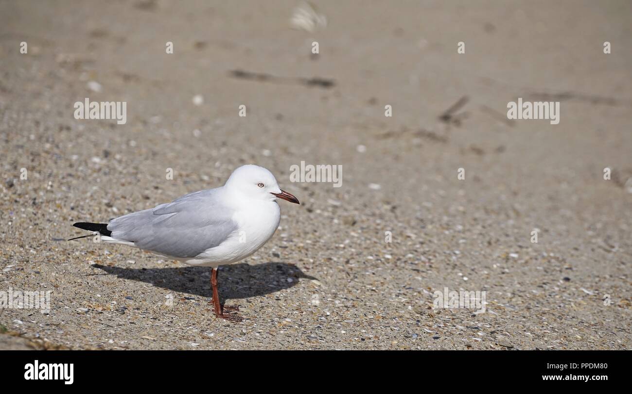 Australian seagull hi-res stock photography and images - Alamy