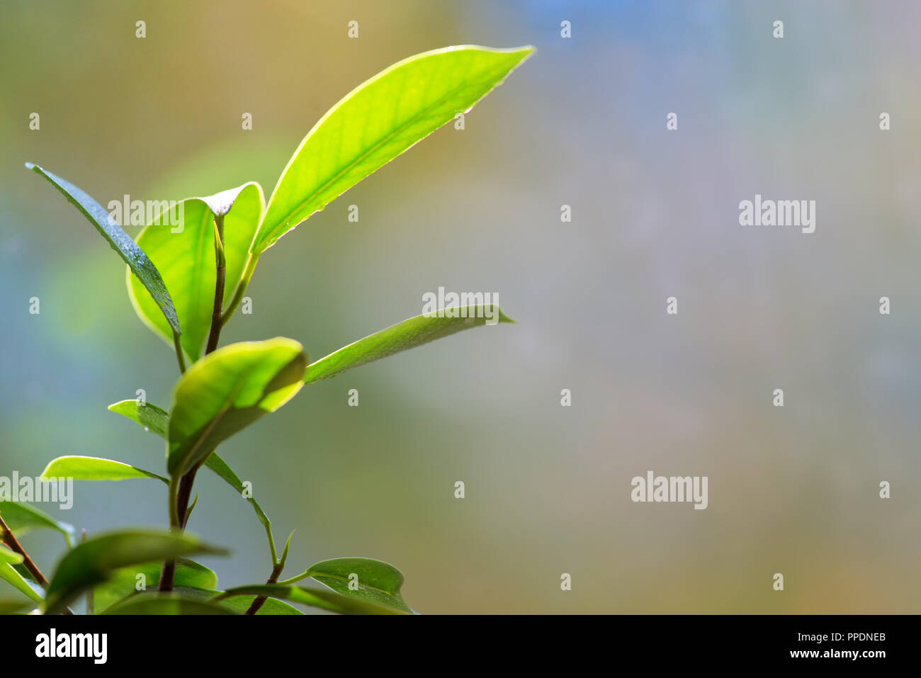 Bonsai leaves details and water drops Stock Photo - Alamy