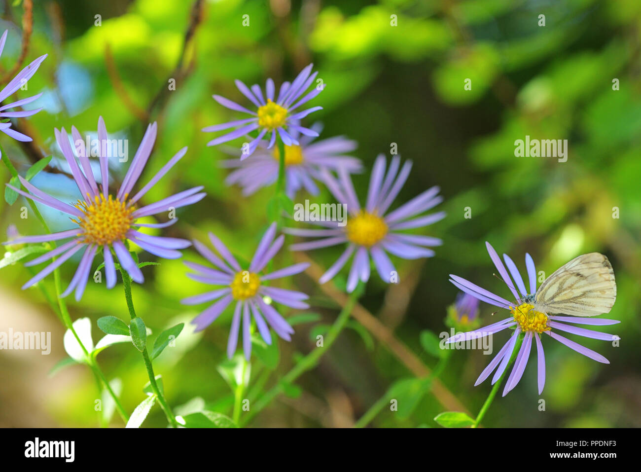 Olferna hi-res stock photography and images - Alamy