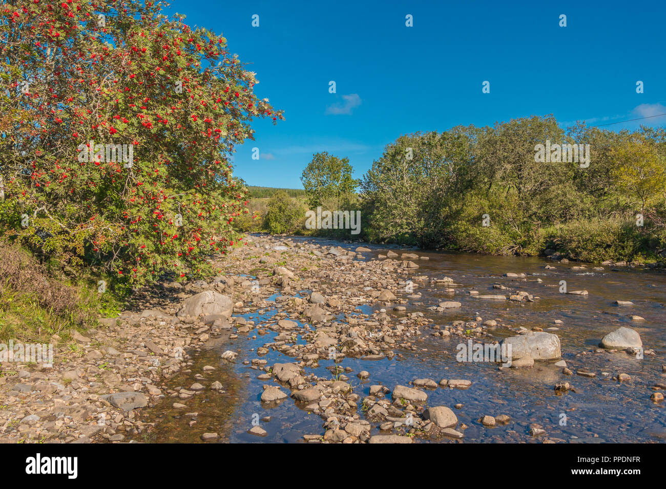 North Pennines AONB landscape, a mature Sorbus Aucuparia with vivid ...