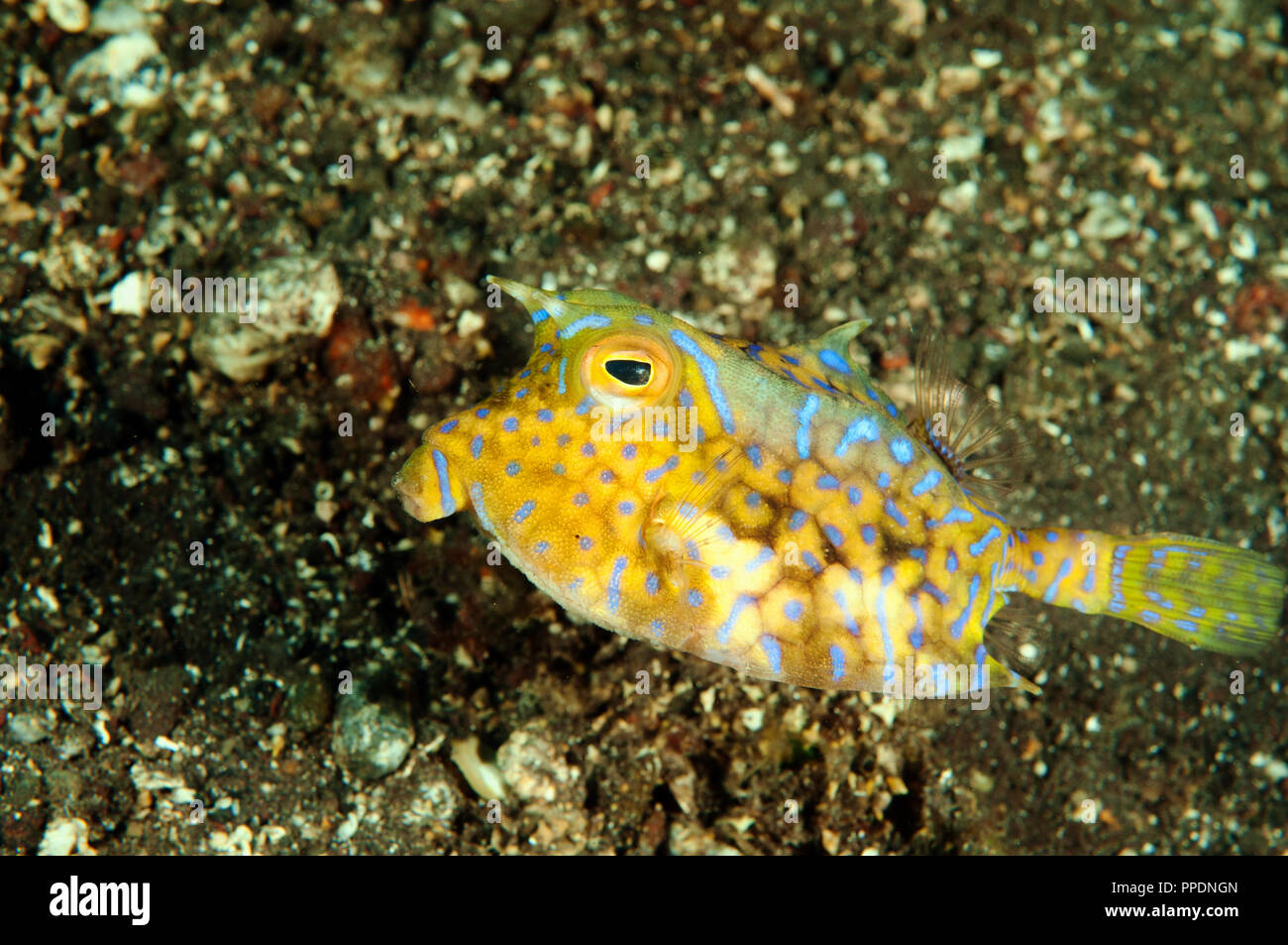 Cowfish hi-res stock photography and images - Alamy