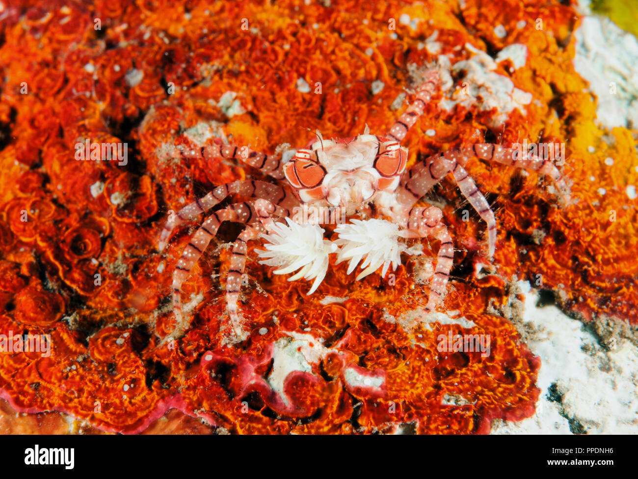 Boxer crab, Lybia tesselata, with defensive anemones attached her arms ...