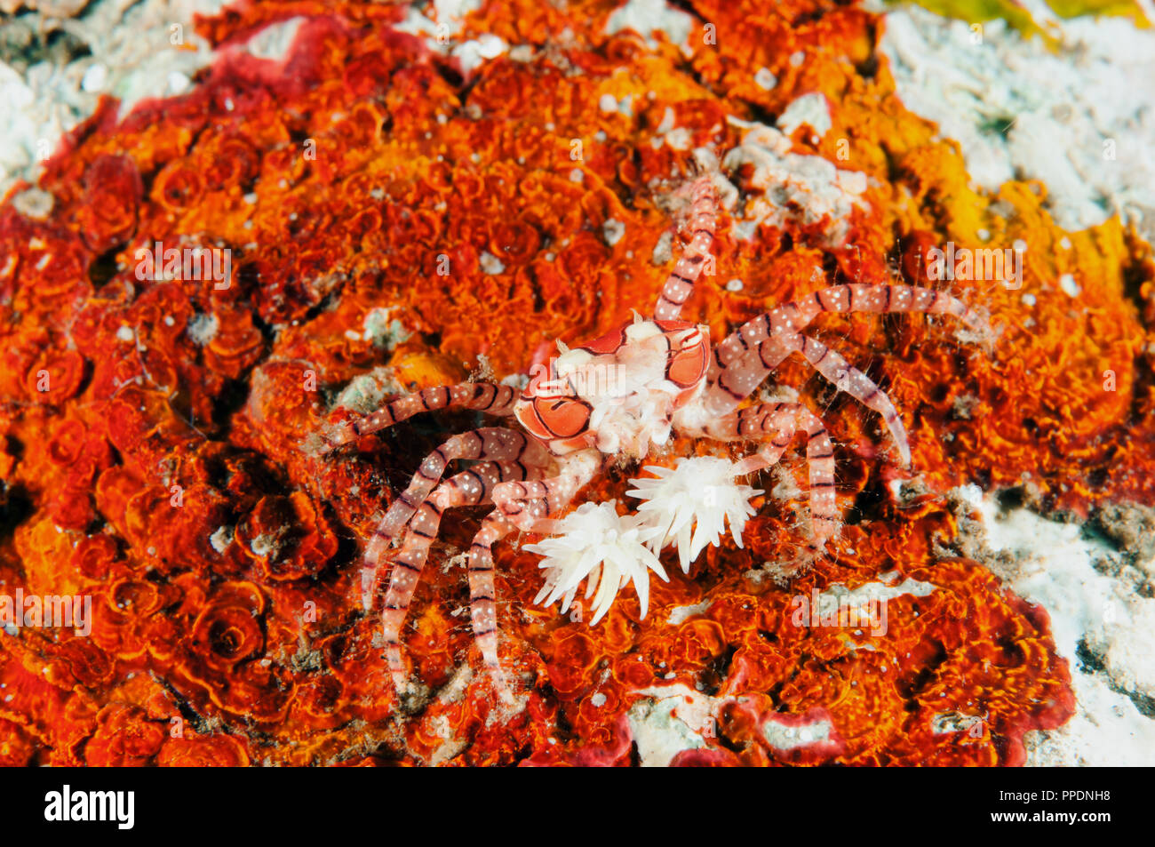 Boxer crab, Lybia tesselata, with defensive anemones attached her arms ...