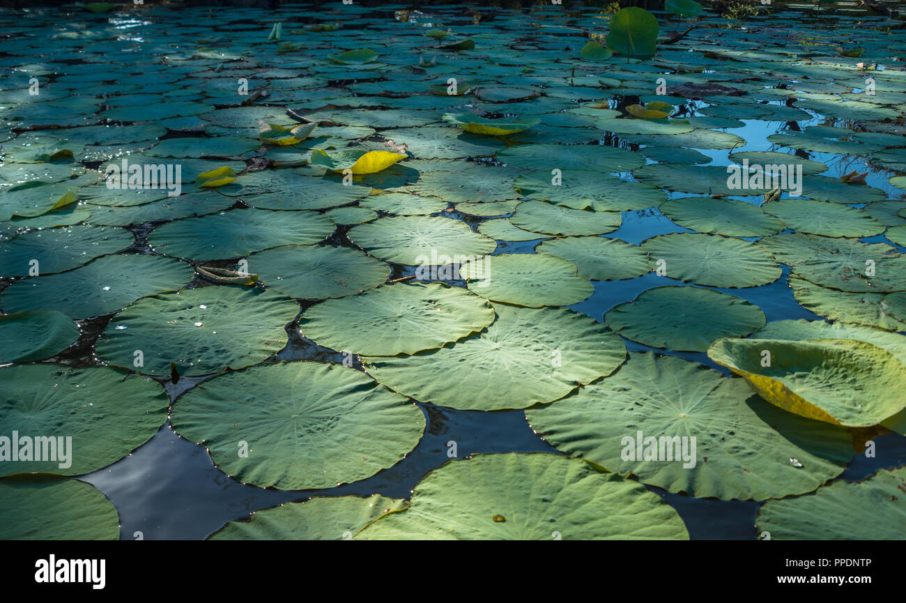 Sacred Lotus pads in the Mary River Wetlands, Katherine, Northern ...