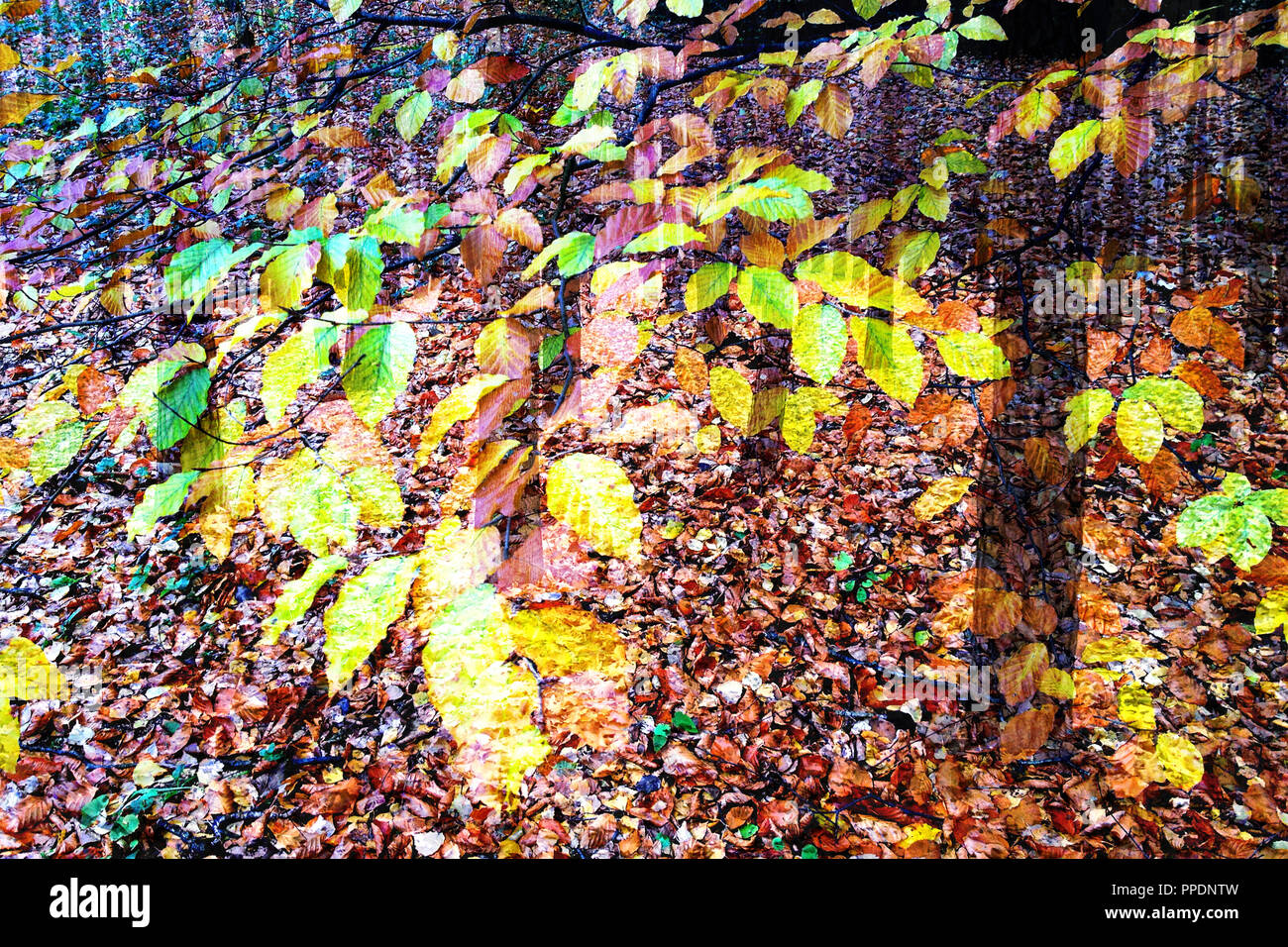 Double exposure tree hi-res stock photography and images - Alamy