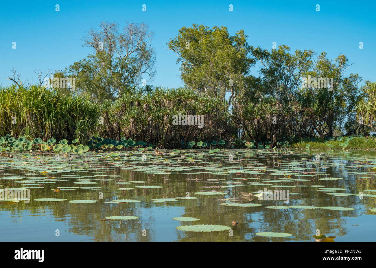 Mary river wetlands australia hi-res stock photography and images - Alamy