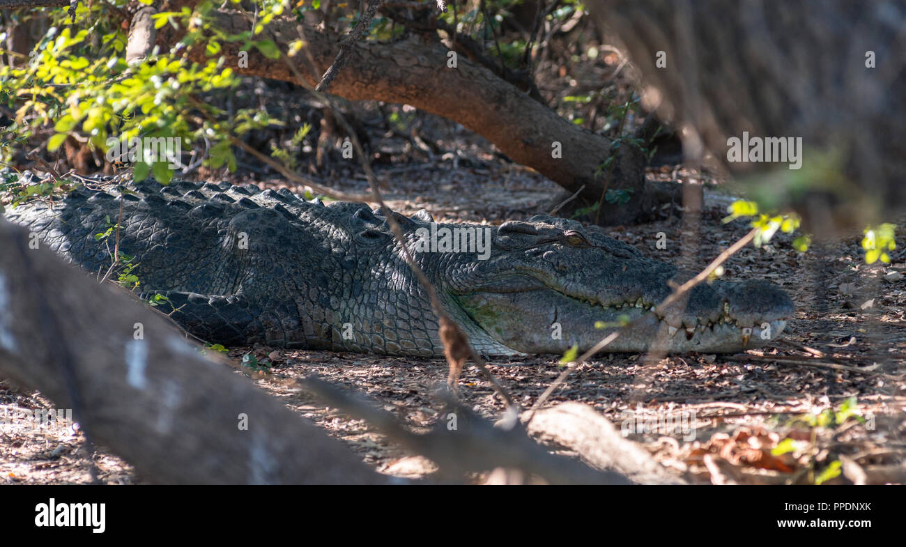 A Saltwater crocodile lying on the shore sunbathing, Mary River ...