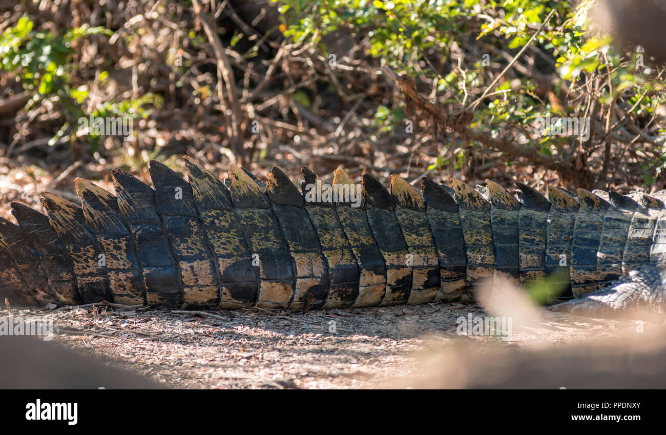 A Saltwater crocodile lying on the shore sunbathing, Mary River ...