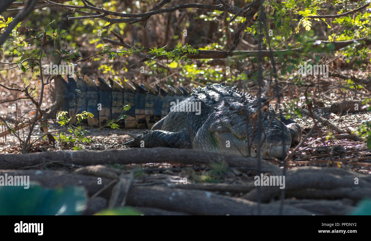 A Saltwater crocodile lying on the shore sunbathing, Mary River ...