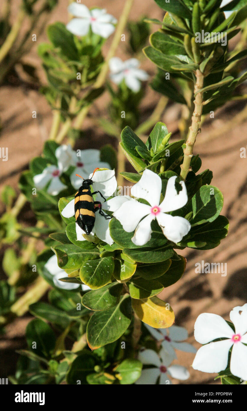 Kenya flowers hi-res stock photography and images - Alamy