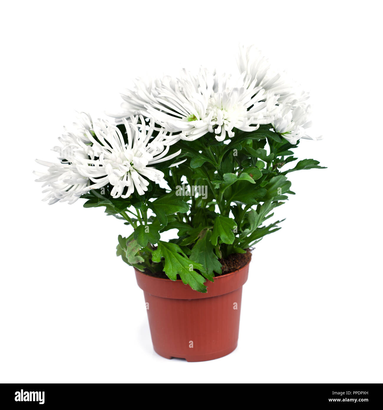 chrysanthemum flower plant in the pot isolated on white background ...