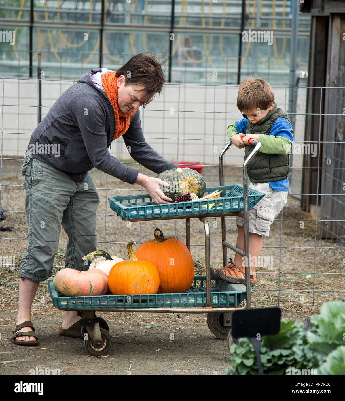 Father helping his son picking out pumpkins at a farm in Mahwah, NJ ...