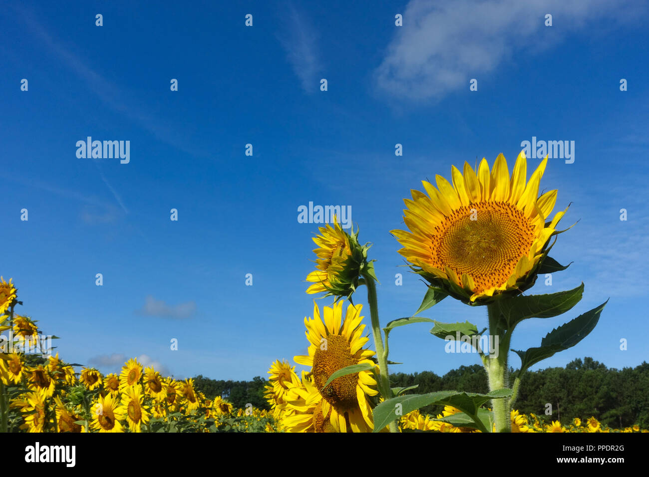 Opens to the sun hi-res stock photography and images - Alamy