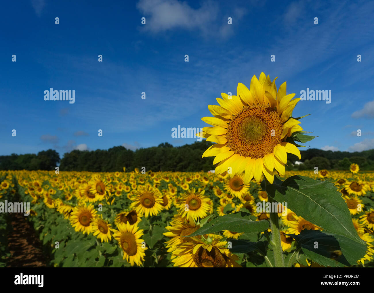 Environment sunflowers hi-res stock photography and images - Alamy