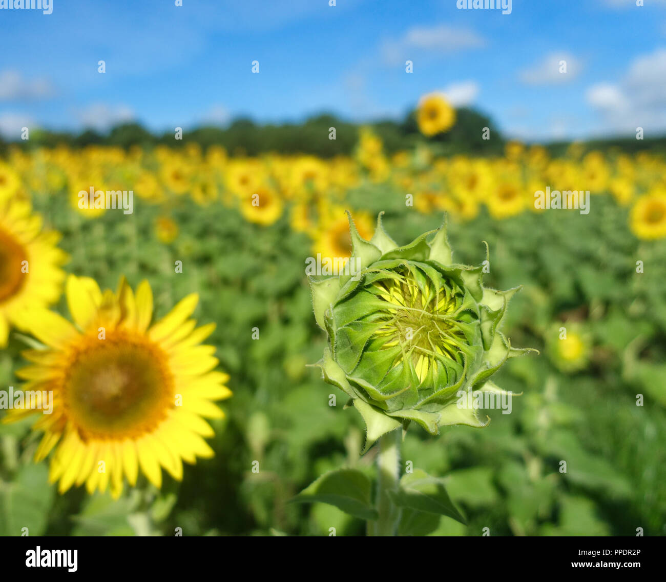 A sunflower is about to bloom in a field in summer underneath a blue ...