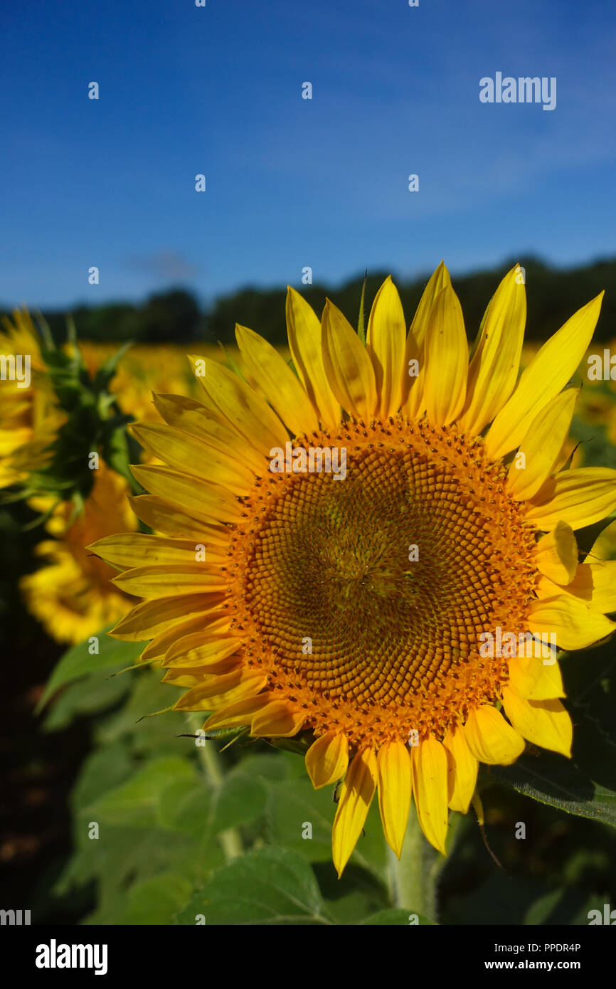 Vertical photo of a close up of a sunflower in a field of sunflowers in ...