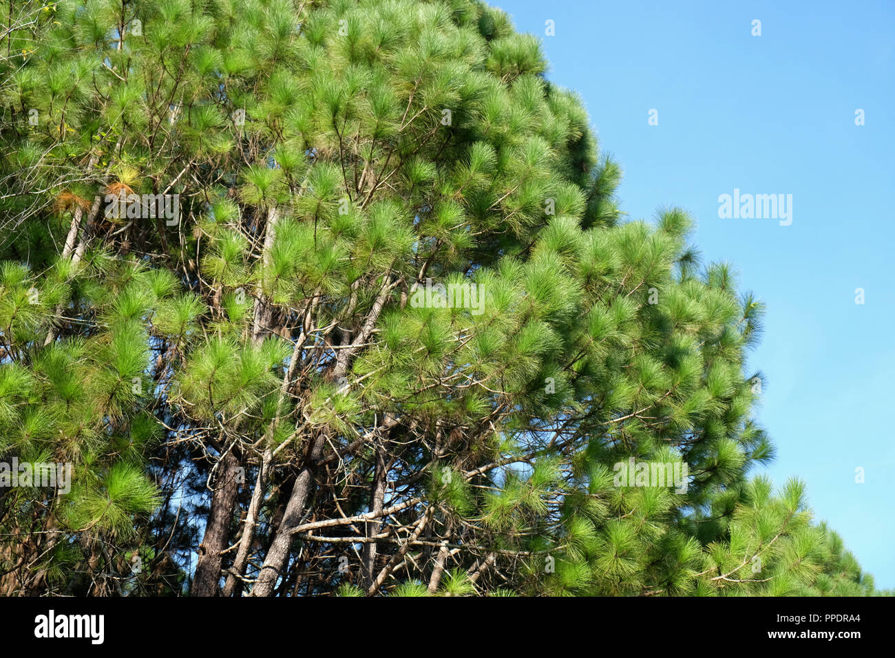 trees in the forest, Pine forest, sunlight, sunset, sunshine Stock ...