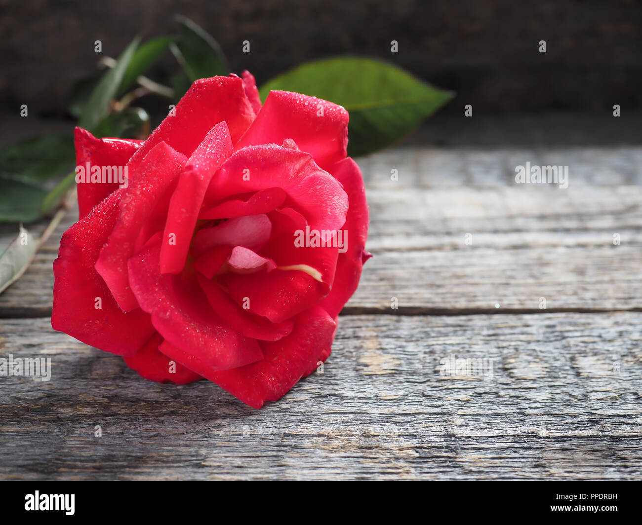 Romantic background with red rose on wood table Stock Photo - Alamy