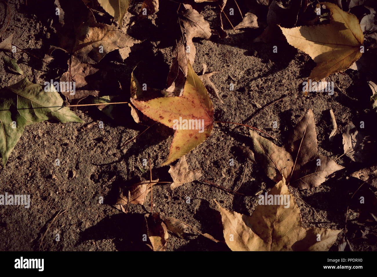 Fallen leaves from a maple tree in sunlight. autumn maple leaves on the ...