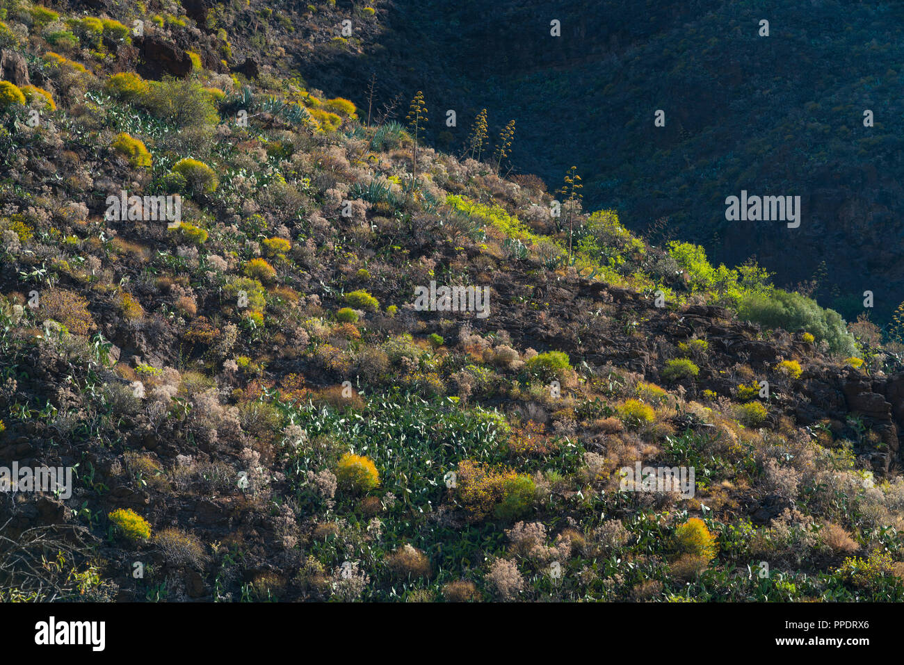 Guayadeque ravine Natural Monument, Agüimes municipality, Gran Canaria ...