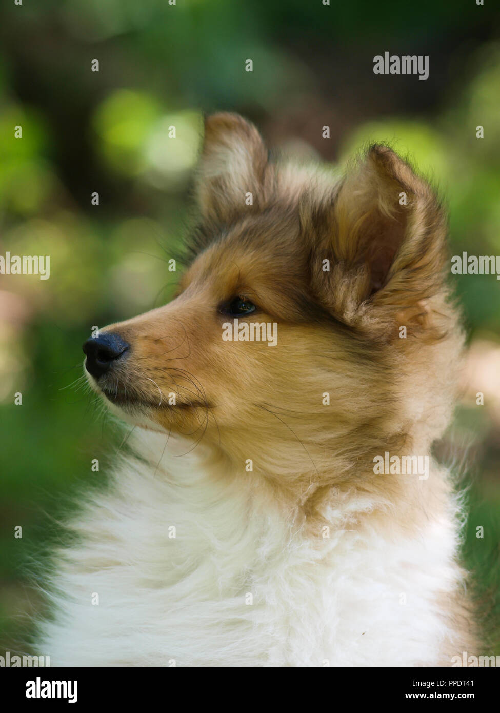 A head shot of a cute Rough Collie puppy Stock Photo - Alamy