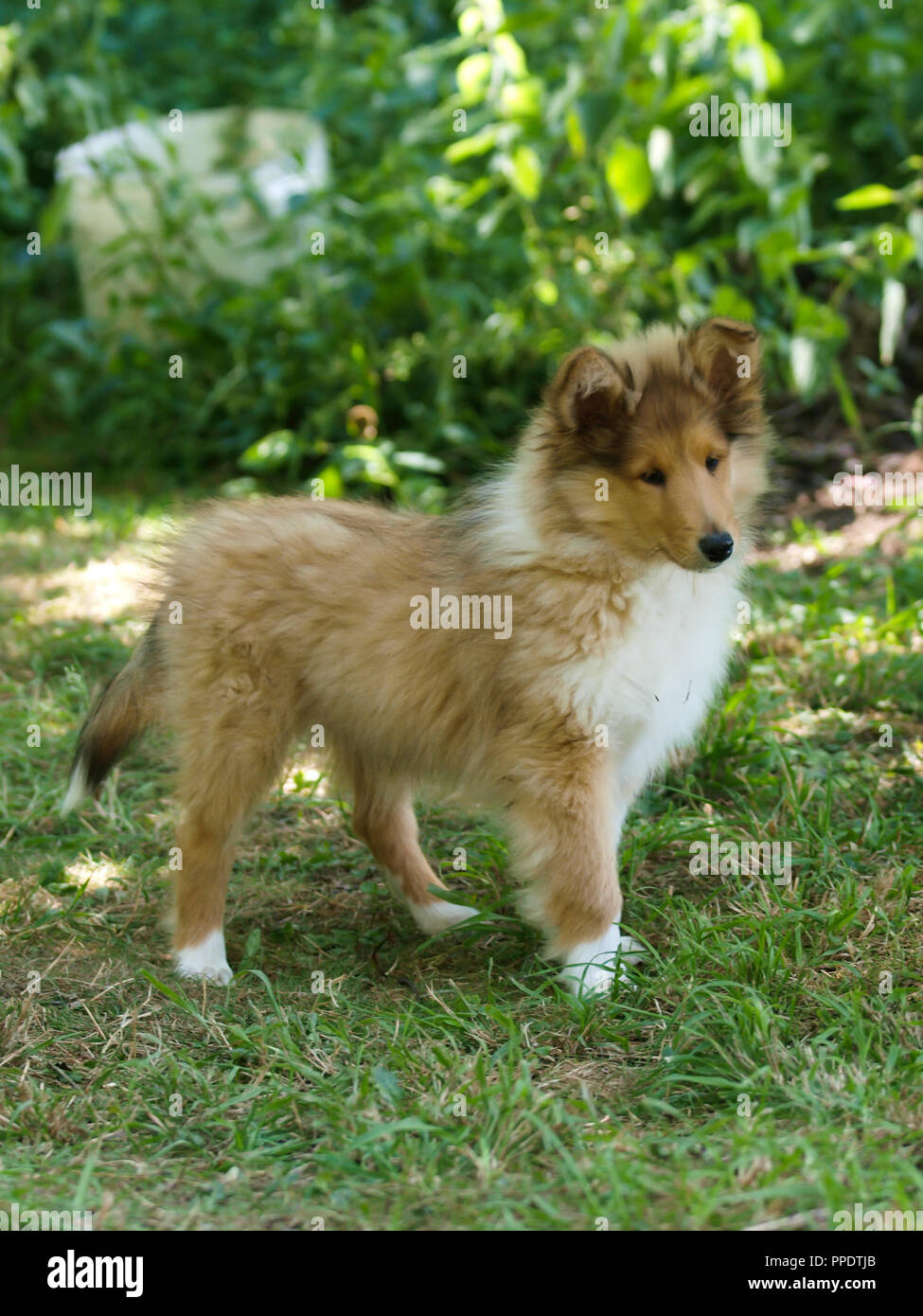Rough collie puppy hi-res stock photography and images - Alamy