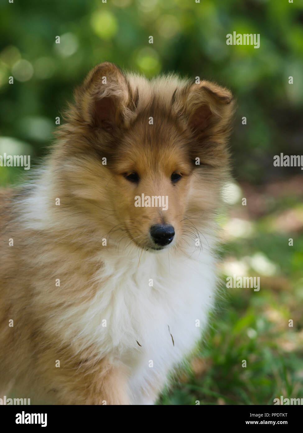 Cute collie hi-res stock photography and images - Alamy