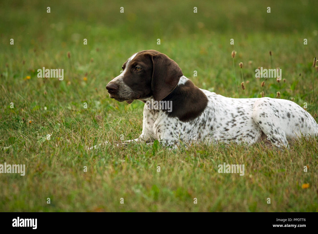 german shorthaired pointer, german kurtshaar one brown spotted puppy ...