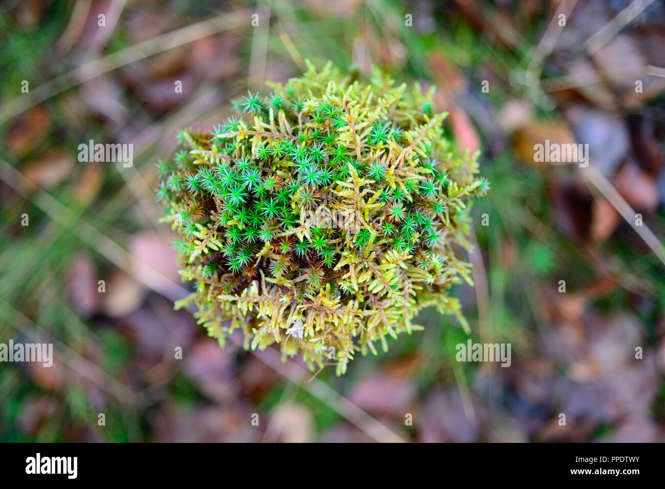 Green Moss Autumn covered. Abstract background texture Stock Photo - Alamy
