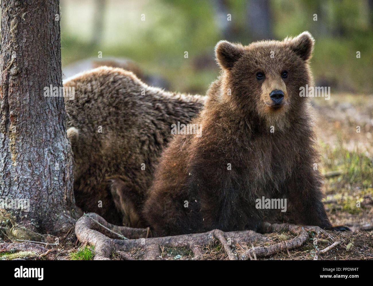 She-bear and bear-cub. Cub and Adult female of Brown Bear in the forest ...