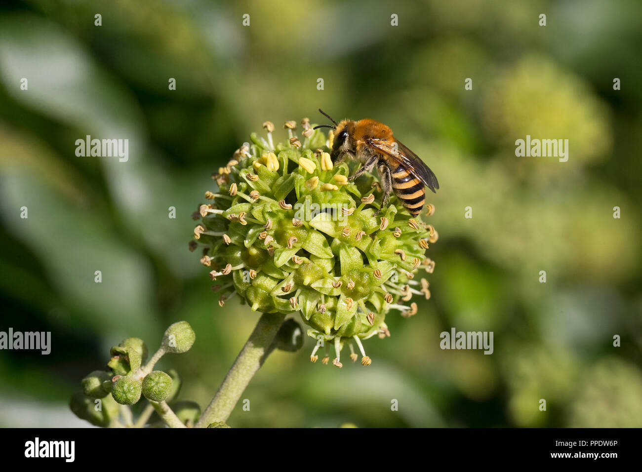 Ivy Bee (Colletes hederae Stock Photo - Alamy