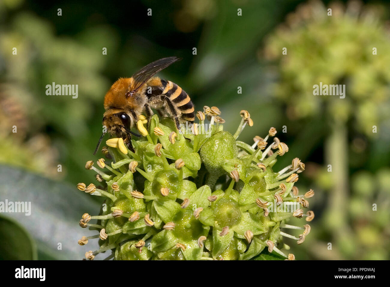 Ivy Bee (Colletes hederae Stock Photo - Alamy