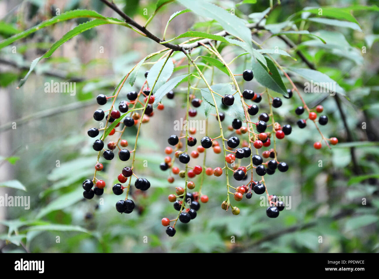 Prunus padus hi-res stock photography and images - Alamy