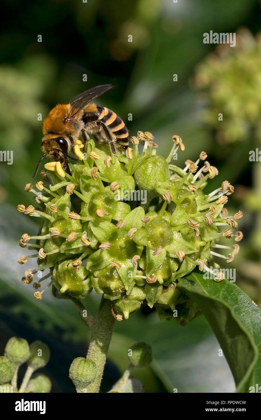 Ivy bees hi-res stock photography and images - Alamy