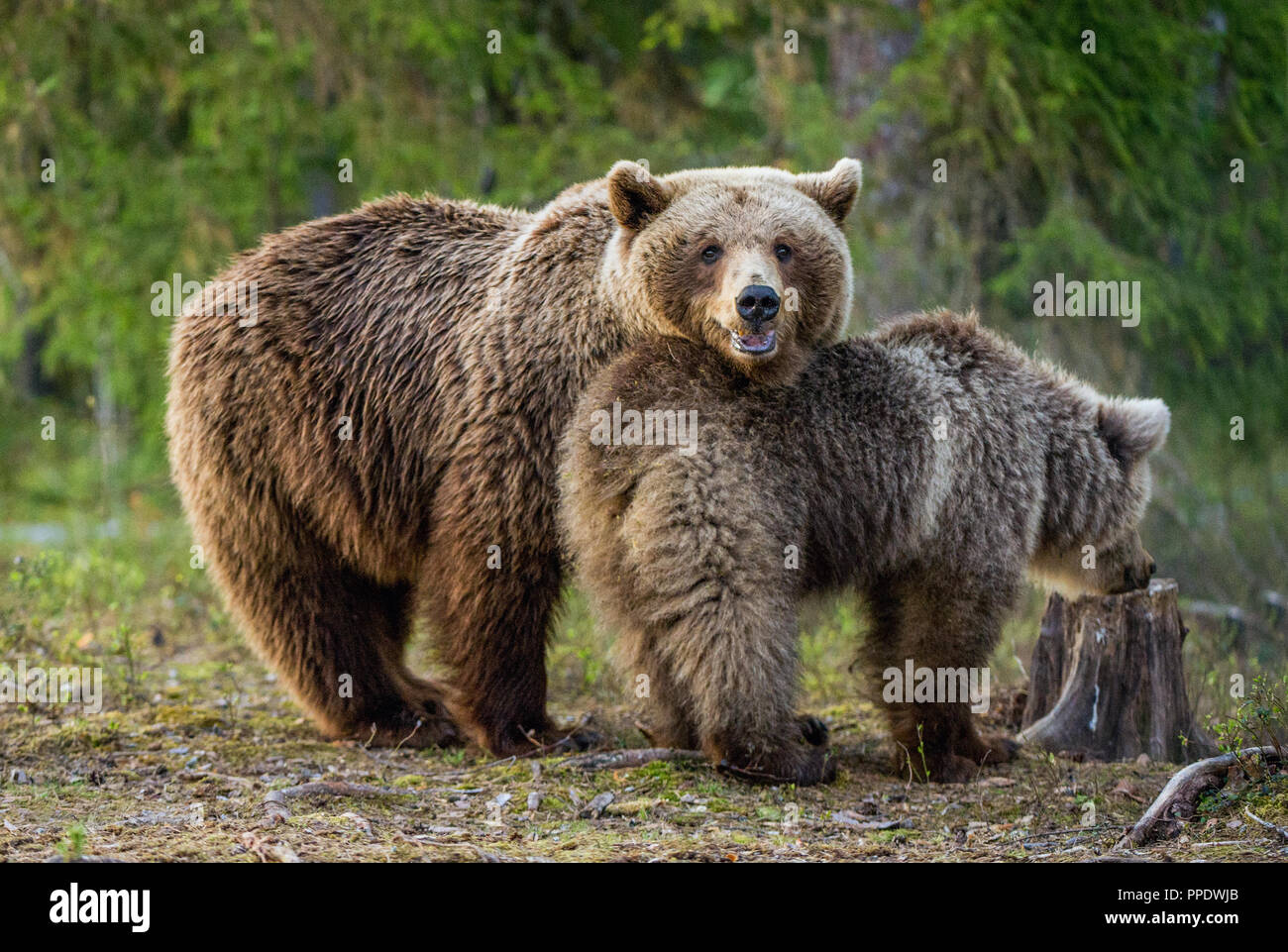 She-bear and bear-cub. Cub and Adult female of Brown Bear in the forest ...