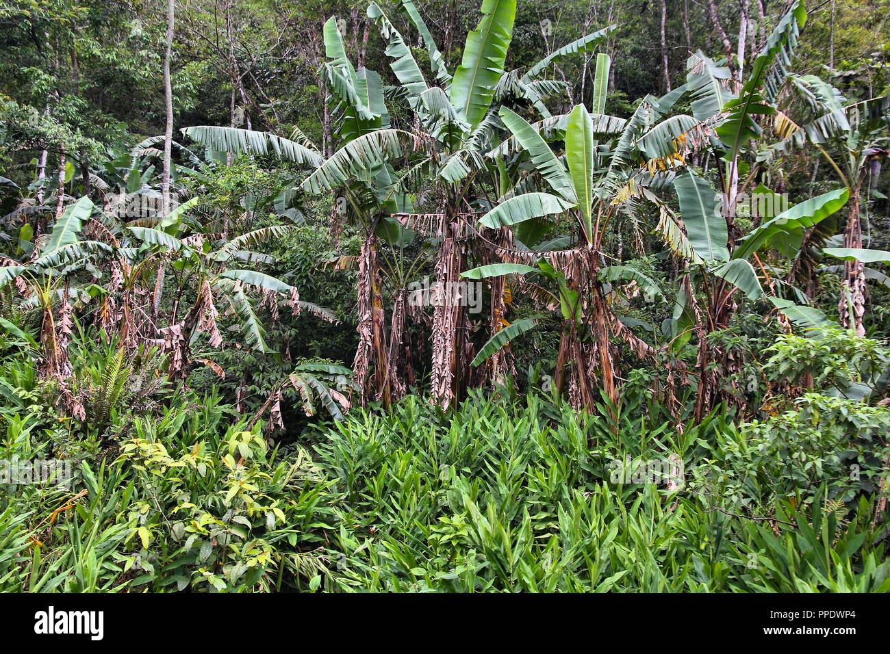 Brazil - jungle in Parana region. Rainforest nature Stock Photo - Alamy