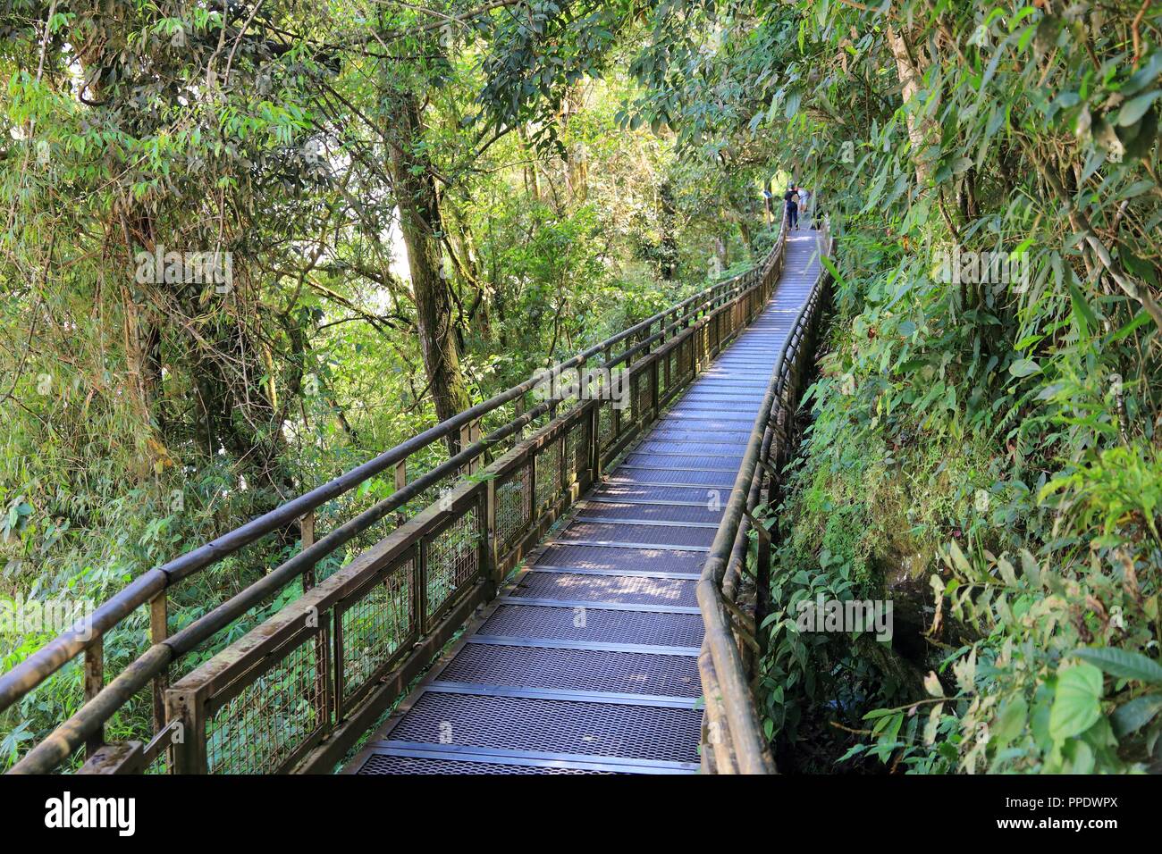 Argentina jungle hiking trail - canopy boardwalk in Iguazu National ...