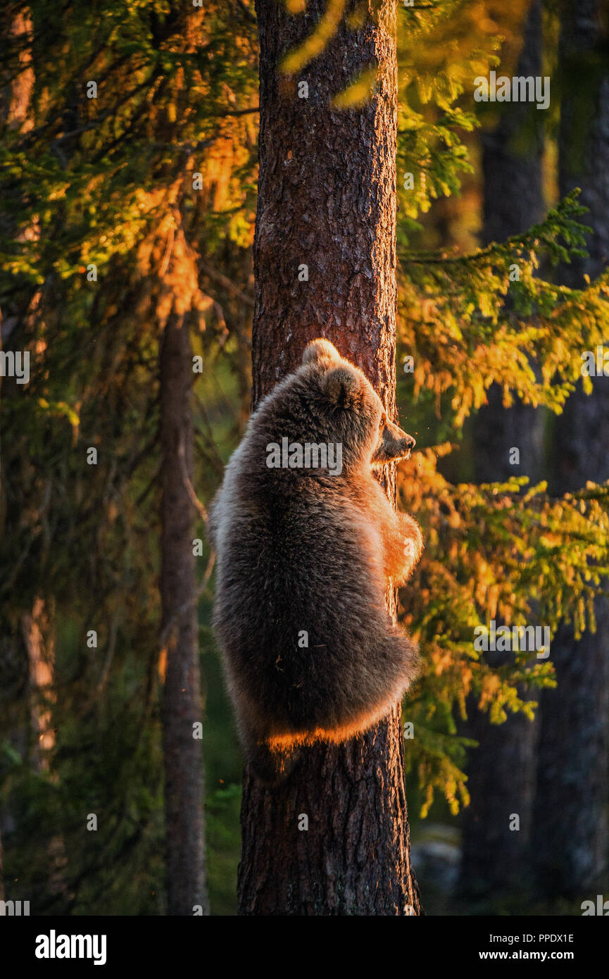 Bear-cub having scented danger, have climbed on a Pine tree. The Bear ...