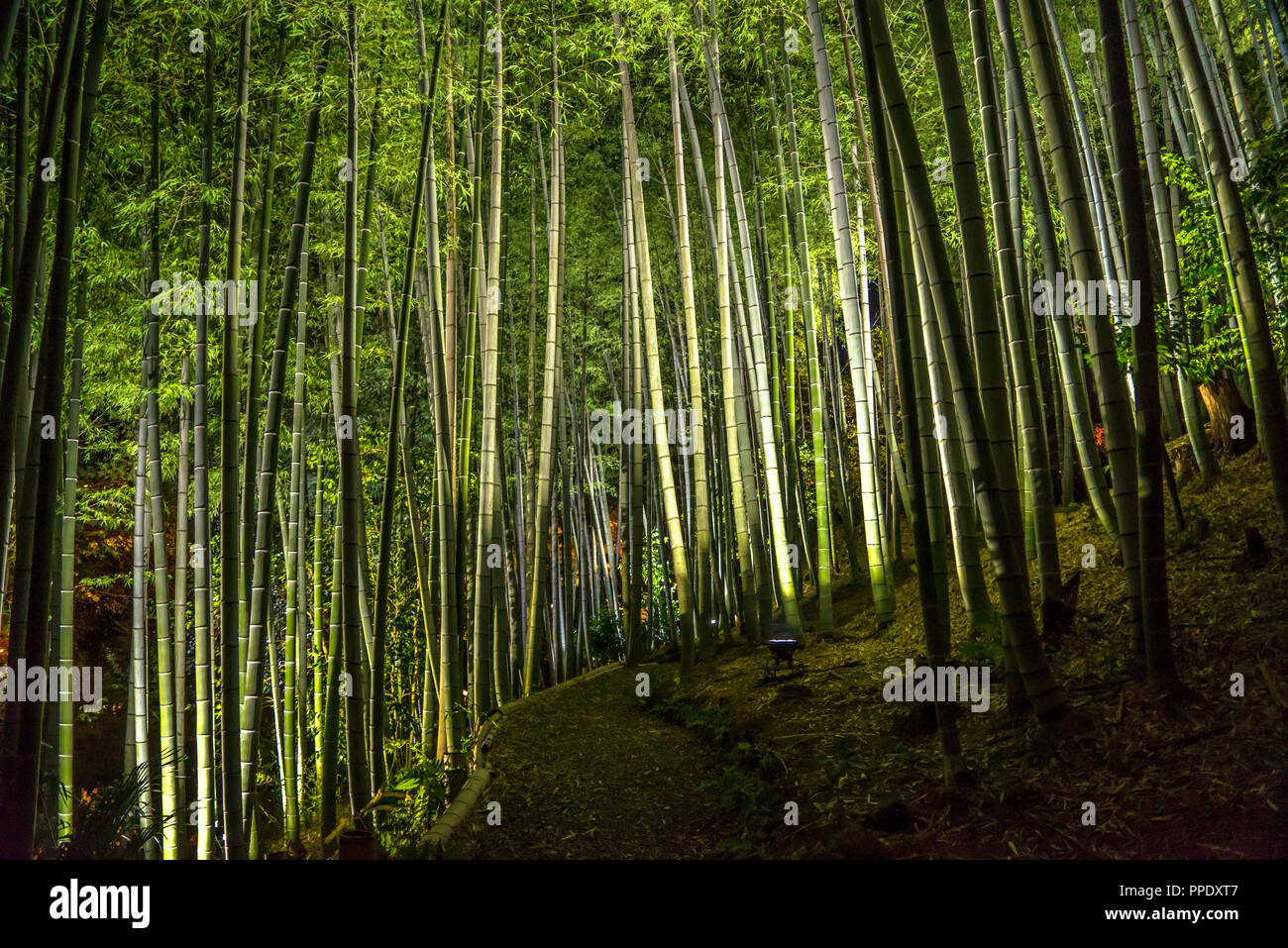 Bamboo at illuminated at Kodaiji Temple in Kyoto - Kyoto Prefecture ...