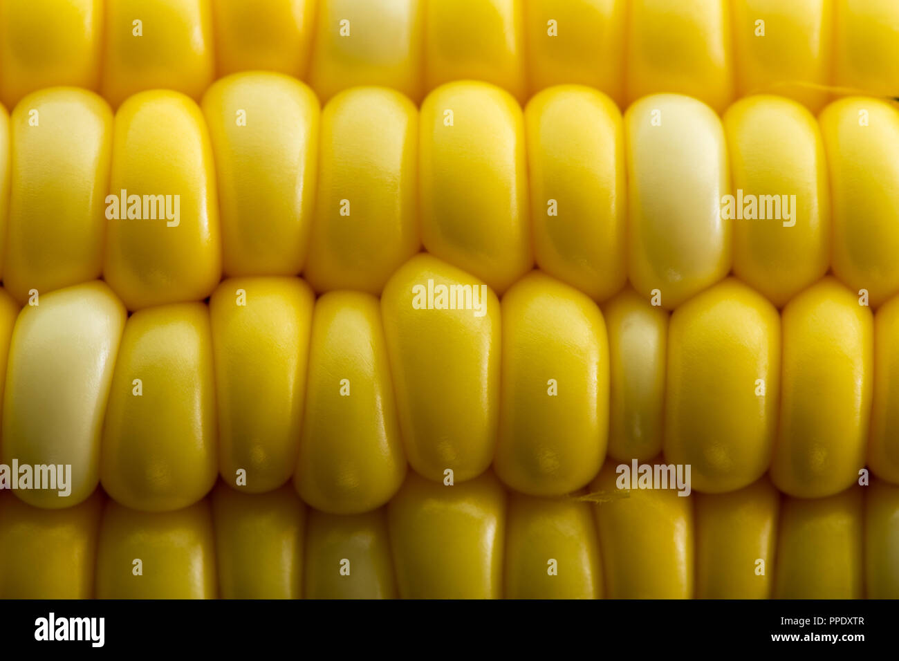 Macro background texture of fresh yellow corn or sweet corn kernels on ...