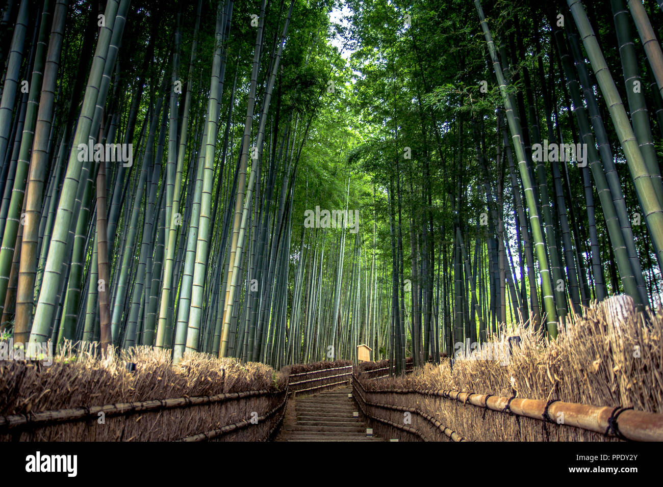 Bamboo grove at Kyoto temple in Arashiyama Stock Photo - Alamy