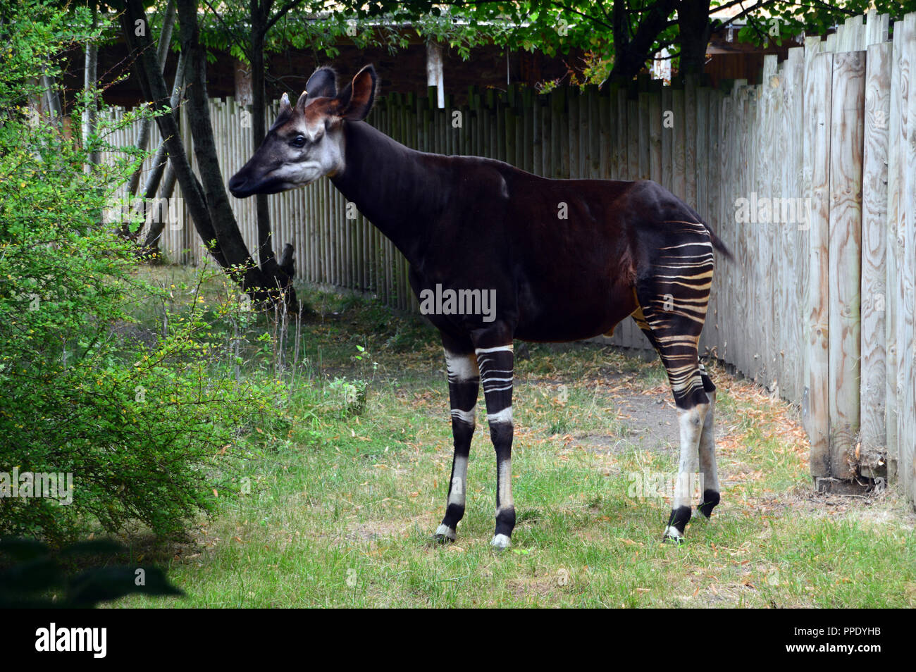 A Lone Okapi (Okapia johnstoni) in its Enclosure at Chester Zoo Stock ...